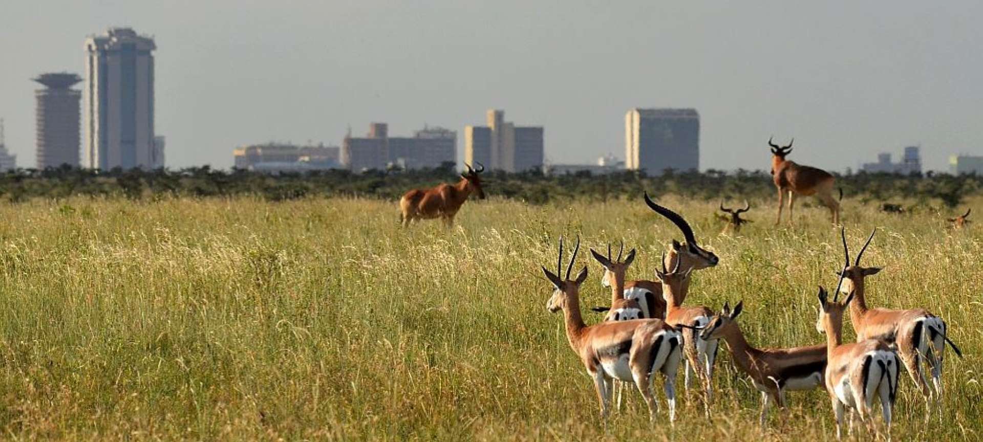 Nairobi National Park Ecosystem Uncovered | Kenya Safaris