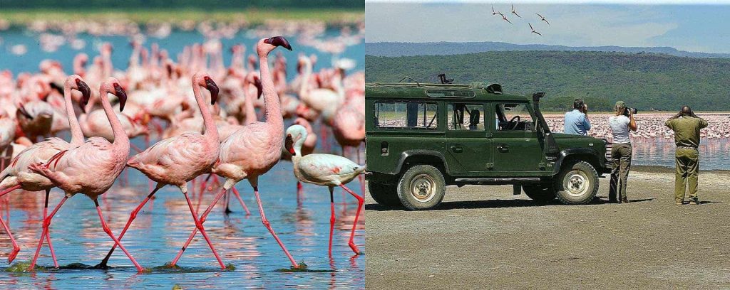 Bird Watching Safaris in Kenya | Birding in Kenya | Kenya Safaris