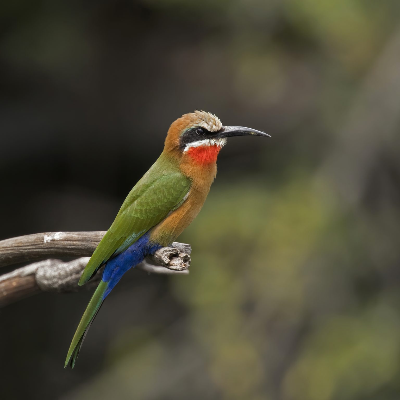Bird watching in Lake Baringo | Kenya Safaris | Kenya Birding