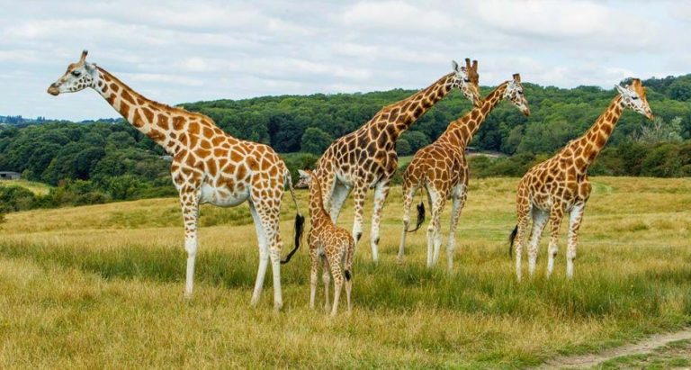 Why you should visit the giraffe centre in Nairobi | Kenya Safari