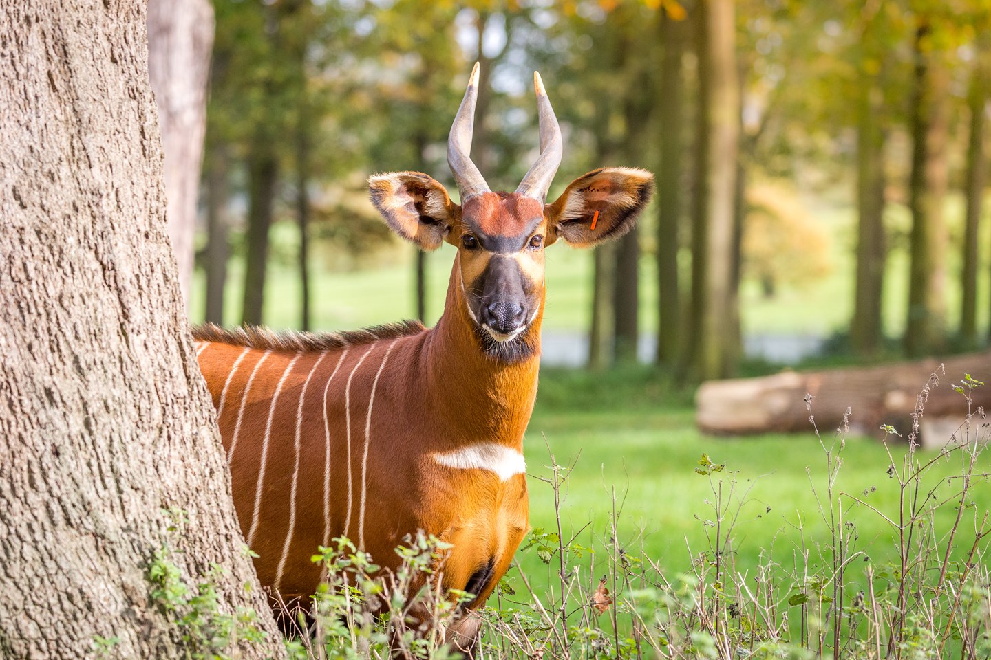 Rare Animals Found In Kenya | Kenya Wildlife Safaris