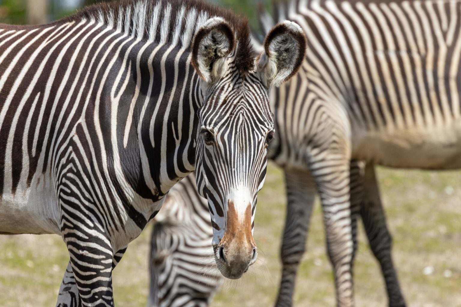 Rare Animals Found In Kenya | Kenya Wildlife Safaris