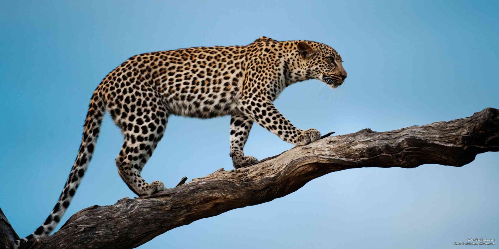 Fascinating Facts About the Leopard (Panthera Pardus) | Kenya